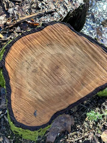 Best Hikes and Trails in Emily Griffith Beardsley Preserve | AllTrails