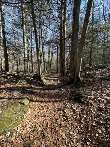 Best Hikes and Trails in Emily Griffith Beardsley Preserve | AllTrails