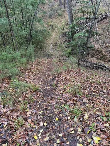 Best Hikes and Trails in Sabine National Forest | AllTrails