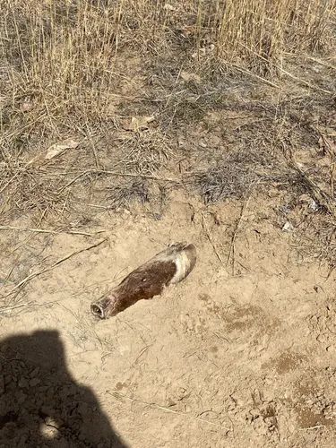 Best Hikes and Trails in Three Rivers Wildlife Management Area | AllTrails