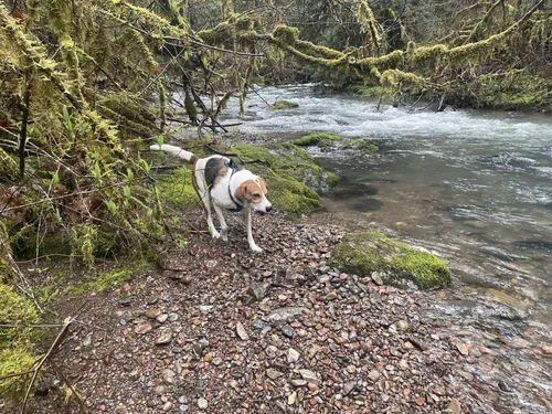 Best River Trails in Dexter | AllTrails