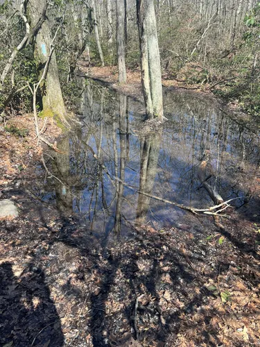 Best Lake Trails in Meshomasic State Forest | AllTrails