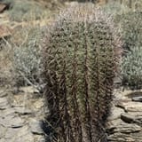 Victor Loop, California - 1,522 Reviews, Map | AllTrails