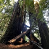 Stout Memorial Grove Trail, California - 2,400 Reviews, Map | AllTrails