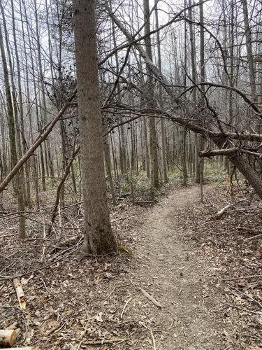 Best Forest Trails in Bacon Ridge Natural Area | AllTrails