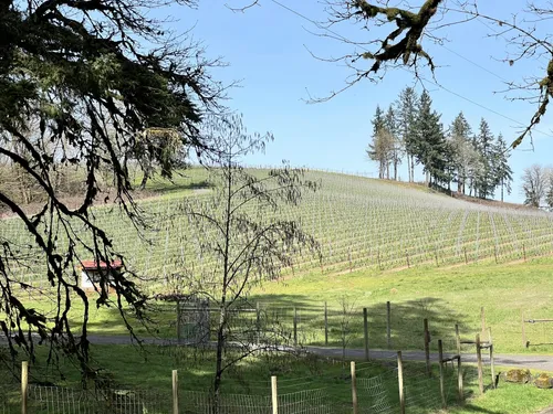 Best Forest Trails in Dundee | AllTrails