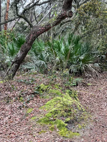 Best Hikes and Trails in Tiger Bay State Forest | AllTrails