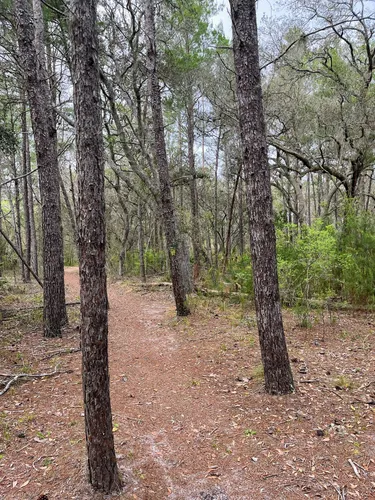 Best Hikes and Trails in Tiger Bay State Forest | AllTrails