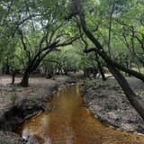 Econlockhatchee River Trail, Florida - 449 Reviews, Map | AllTrails