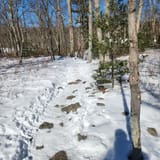 Pine Swamp Loop, New York - 1,220 Reviews, Map | AllTrails