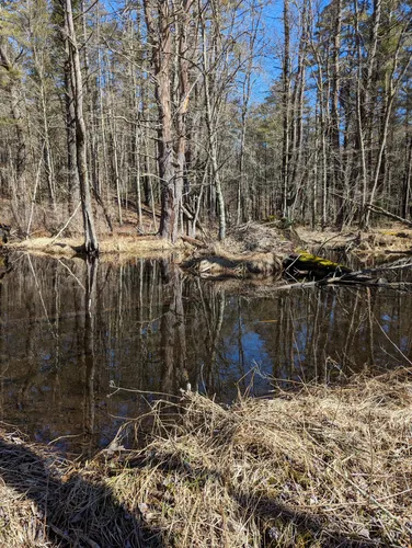 Best Hikes and Trails in Swift River Reservation | AllTrails