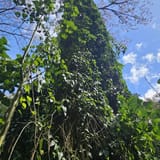 Makiki Valley Loop, Oahu, Hawaii - 5,605 Reviews, Map | AllTrails