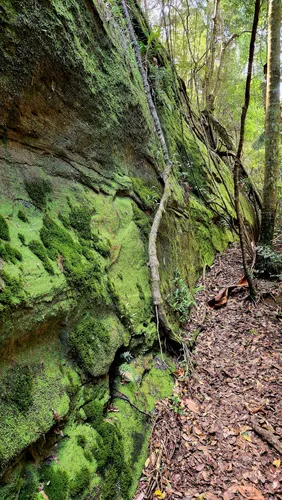 Best Walking Trails in Jilliby State Conservation Area | AllTrails