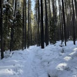 Lava Lake Trail, Montana - 2,947 Reviews, Map | AllTrails