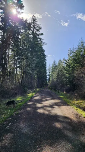 Best Mountain Biking Trails in Dunn State Forest | AllTrails