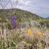 Go John Trail, Arizona - 2,656 Reviews, Map | AllTrails