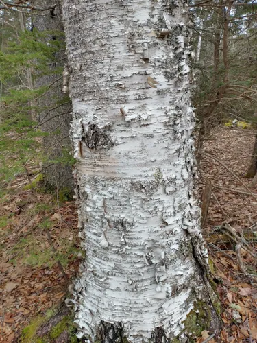 Best Hikes and Trails in Clark Island Preserve | AllTrails