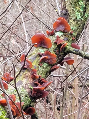 Best Hikes and Trails in Waldron | AllTrails