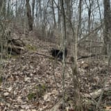 George W. Disney Trail, Georgia - 524 Reviews, Map | AllTrails