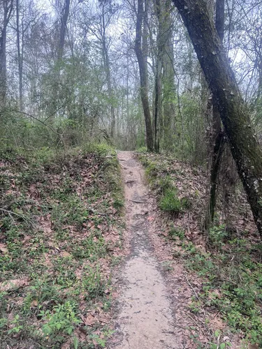 Best Hikes and Trails in Comite River Park | AllTrails