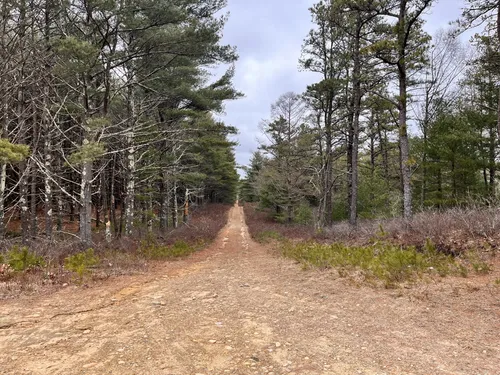 Best Forest Trails in Myles Standish State Forest | AllTrails
