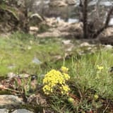 East Ridge and Cronan Ranch Loop, California - 1,123 Reviews, Map ...