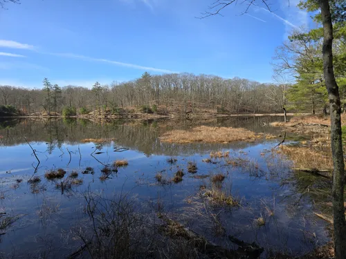 Best Forest Trails in Chenango Valley State Park | AllTrails