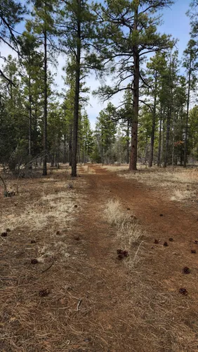 Best Hikes and Trails in Pinetop-Lakeside | AllTrails