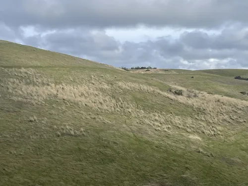 Best Wild Flowers Trails in Russian Ridge Open Space Preserve | AllTrails