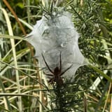 Mercer Bay Loop Track, Auckland, New Zealand - 634 Reviews, Map | AllTrails