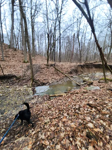 Best Hikes and Trails in Myeerah Nature Preserve | AllTrails