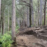 Makiki Valley Loop, Oahu, Hawaii - 5,605 Reviews, Map | AllTrails