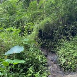 Makiki Valley Loop, Oahu, Hawaii - 5,605 Reviews, Map | AllTrails