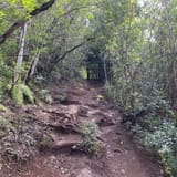 Makiki Valley Loop, Oahu, Hawaii - 5,605 Reviews, Map | AllTrails