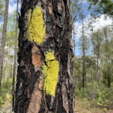 Richloam Wildlife Management Area, Florida - 61 Reviews, Map | AllTrails