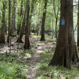 Richloam Wildlife Management Area, Florida - 61 Reviews, Map | AllTrails