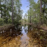 Richloam Wildlife Management Area, Florida - 61 Reviews, Map | AllTrails