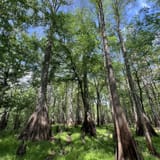 Richloam Wildlife Management Area, Florida - 61 Reviews, Map | AllTrails