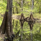 Richloam Wildlife Management Area, Florida - 61 Reviews, Map | AllTrails