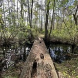 Richloam Wildlife Management Area, Florida - 61 Reviews, Map | AllTrails