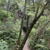 Puhinui Stream Forest Trail, Auckland, New Zealand - 466 Reviews, Map ...
