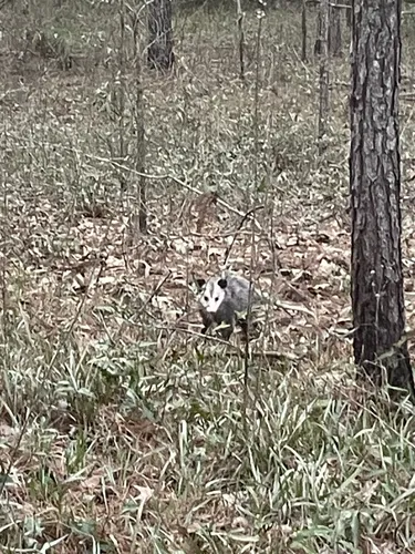 Best Hikes and Trails in Harris Neck National Wildlife Refuge | AllTrails