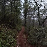 Riprap Trail , Virginia - 1,633 Reviews, Map | AllTrails