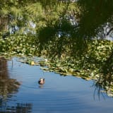 Lake Wendouree, Victoria, Australia - 346 Reviews, Map | AllTrails