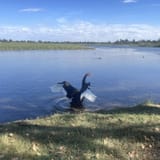 Lake Wendouree, Victoria, Australia - 346 Reviews, Map | AllTrails
