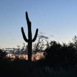 Cactus Forest Loop Drive, Arizona - 462 Reviews, Map | AllTrails