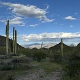 Cactus Forest Loop Drive, Arizona - 462 Reviews, Map | AllTrails