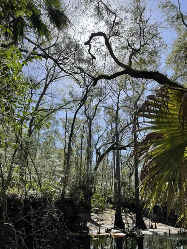 Best Hikes and Trails in Aucilla Wildlife Management Area | AllTrails
