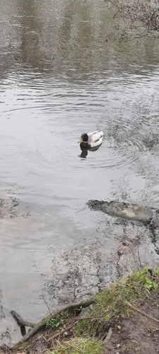 Best Hikes and Trails in Elmdon Park | AllTrails