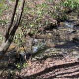 Long Branch Loop Trail, Georgia - 2,158 Reviews, Map | AllTrails